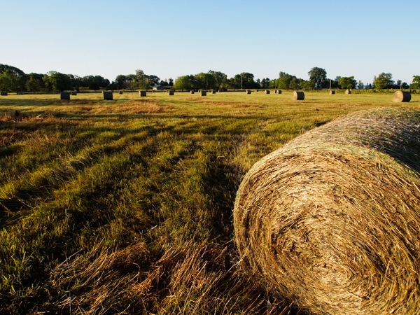 About | Windswept Farm
