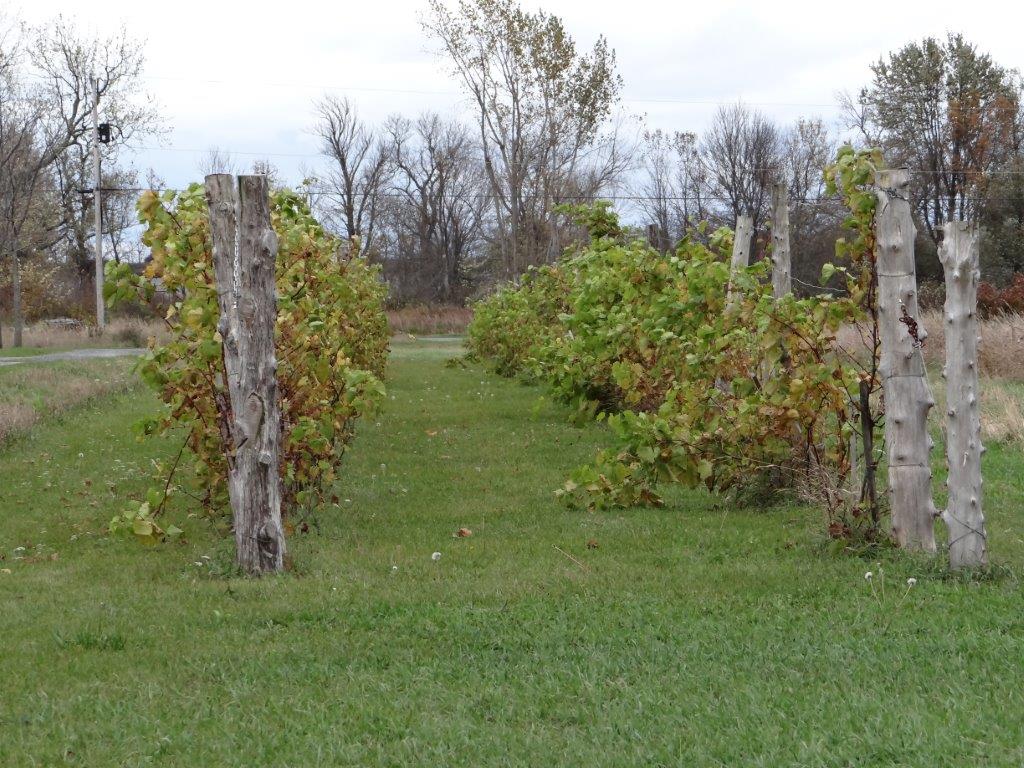 Farm | Windswept Farm