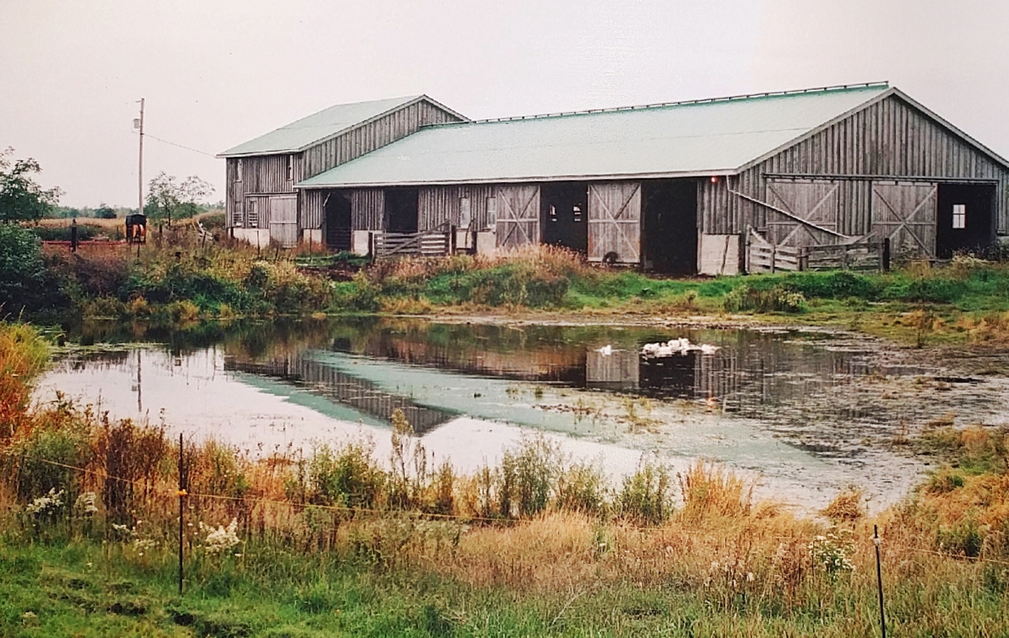 1479656231943-481b29eb-c6bb-4796-b378-35461667df7e_-01.jpeg | Windswept ...